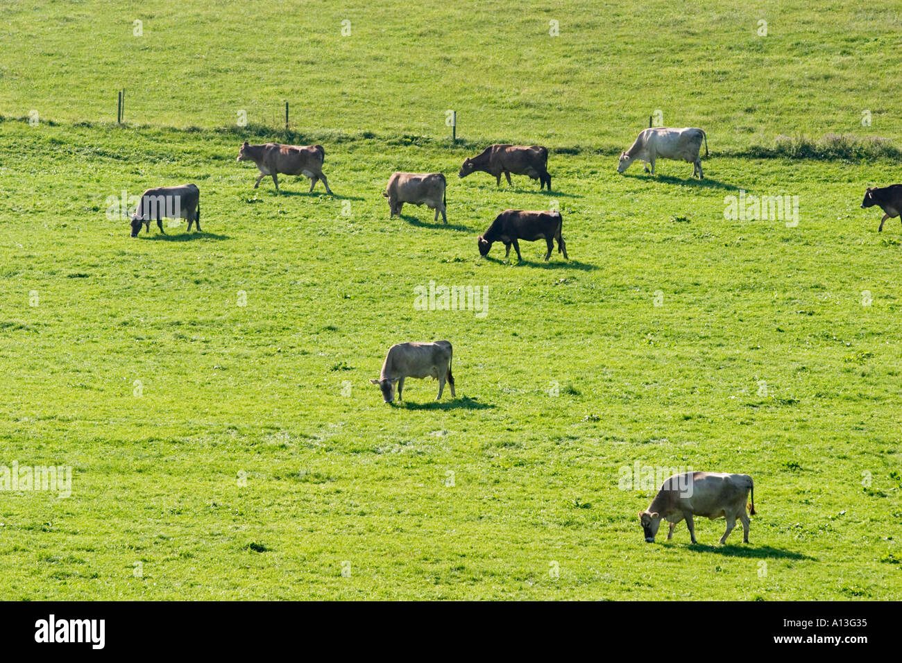 Cow germany hi-res stock photography and images - Alamy