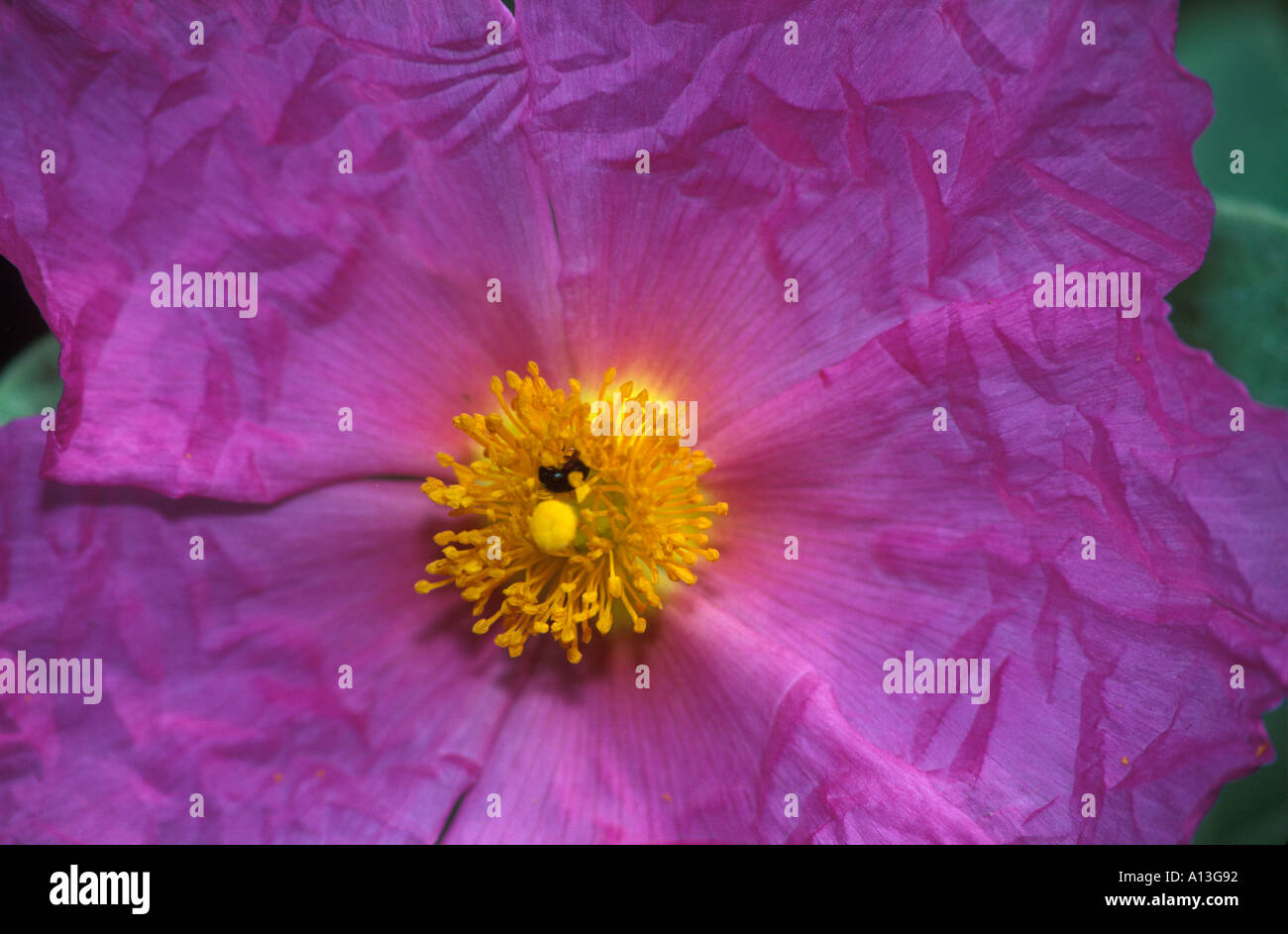 White Leaved Rock Rose Cistus albidus France Stock Photo - Alamy