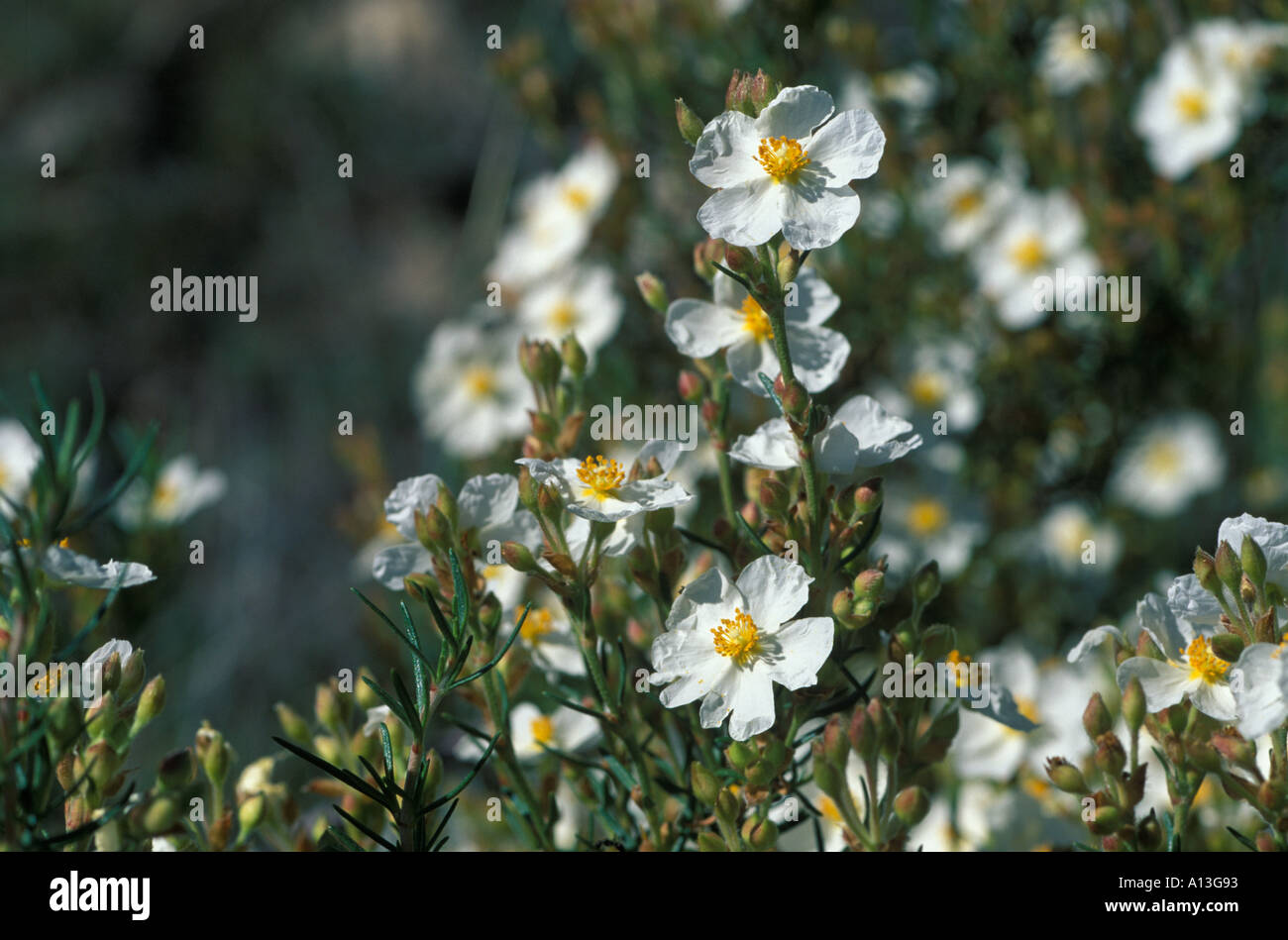 Cistus clusii hi-res stock photography and images - Alamy