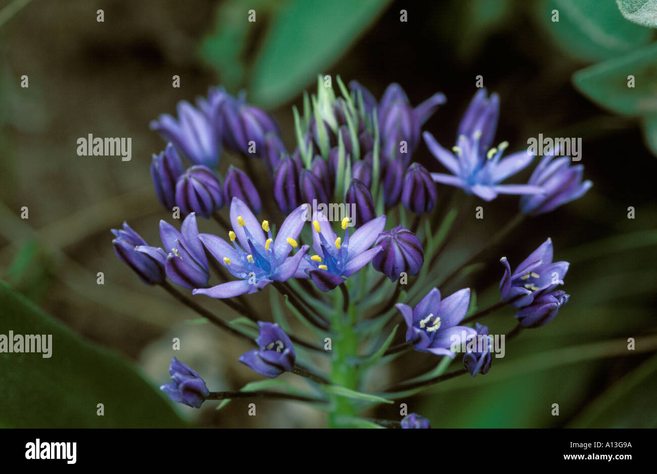 Caribbean Lily Cuban Lily Giant Squill Hyacinth of Peru Peruvian Lily ...