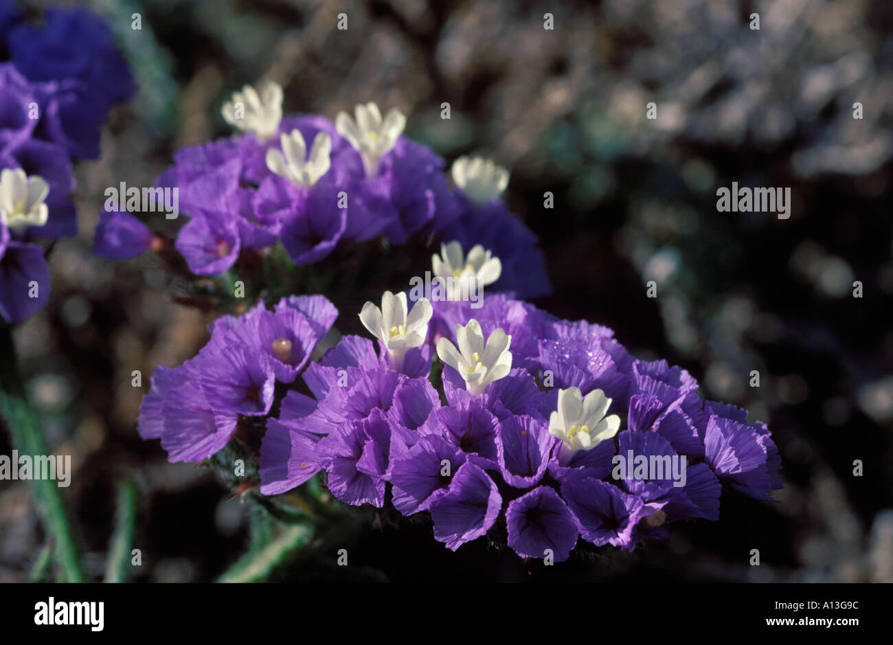Seafoam statice hi-res stock photography and images - Alamy
