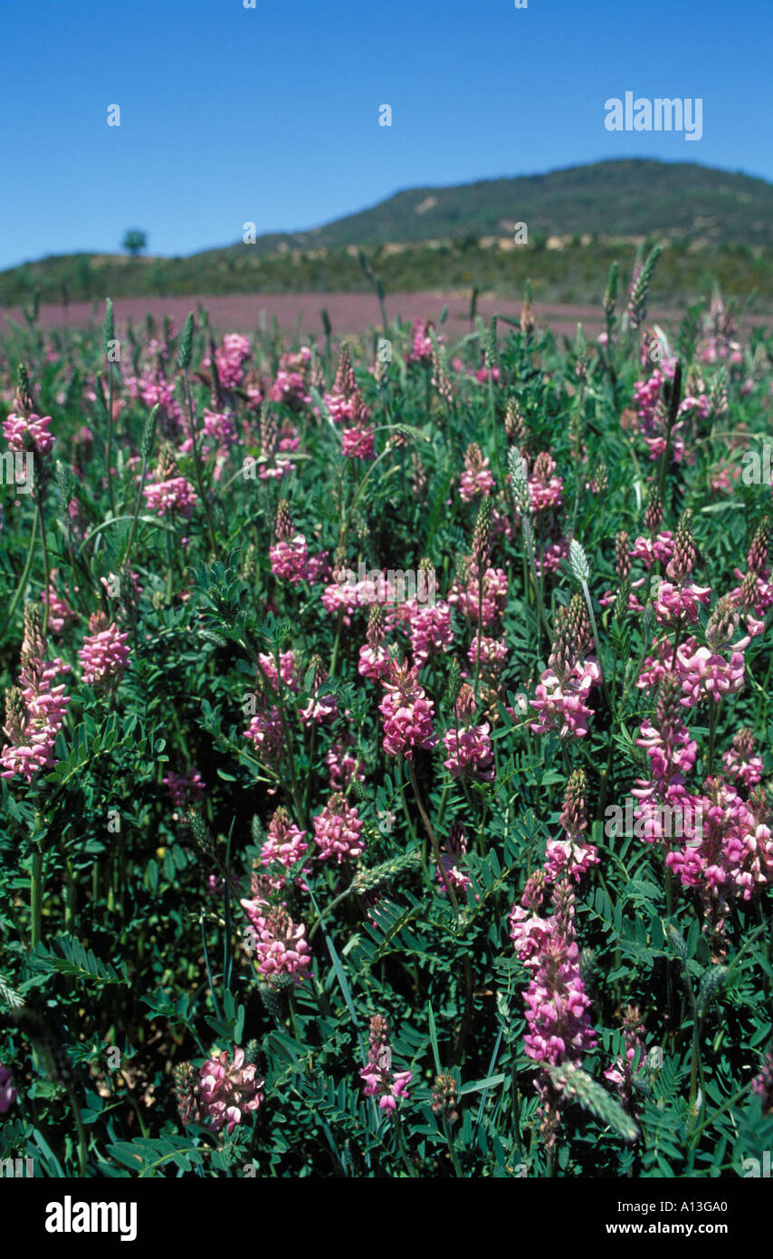 Sainfoin st foin holy grass hi-res stock photography and images - Alamy