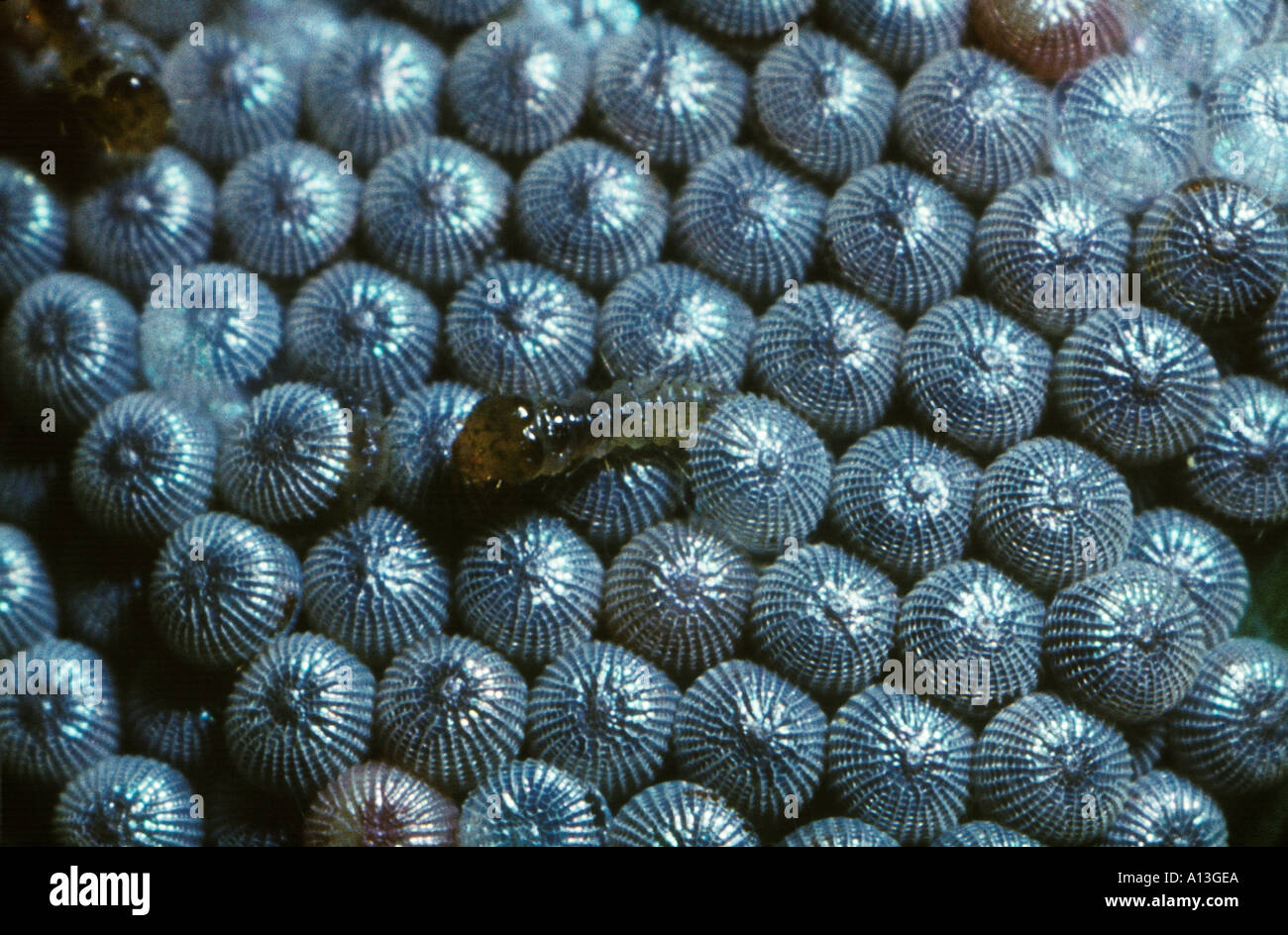 Caterpillar eggs hatching hi-res stock photography and images - Alamy