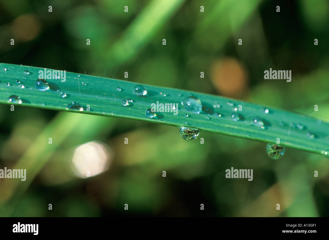 waterdrops on blade of grass Stock Photo - Alamy