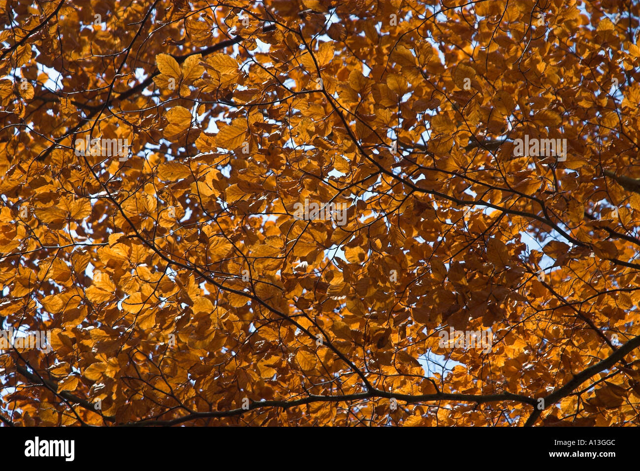 Backlit autumnal leaves Rough Common Nature Reserve Blean Kent England ...