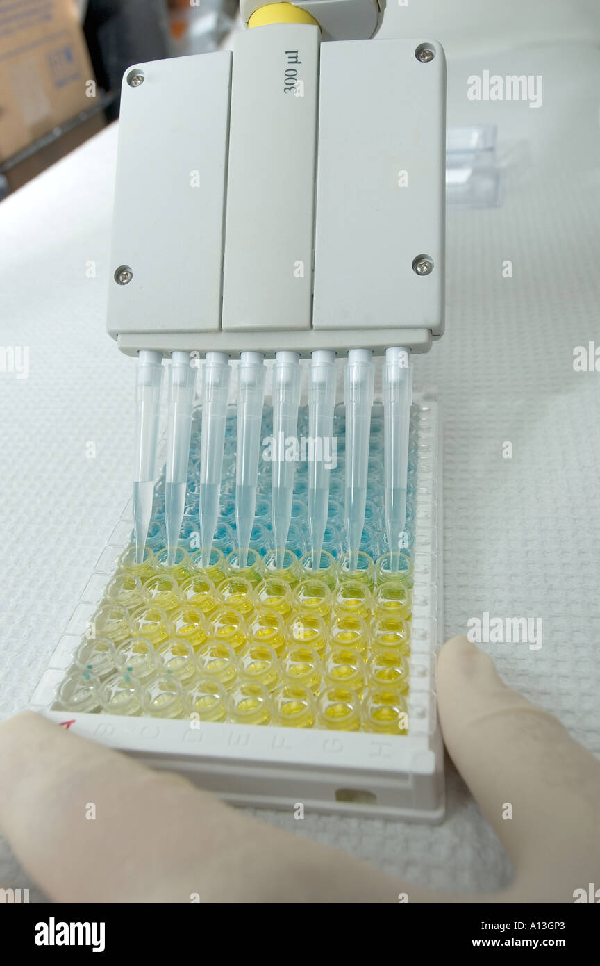 Pipetting a reagent into a microplate during a biochemistry experiment ...