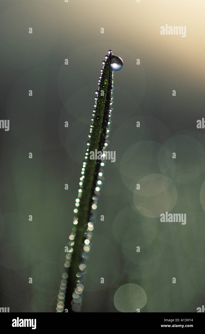 waterdrops on blade of grass Stock Photo - Alamy