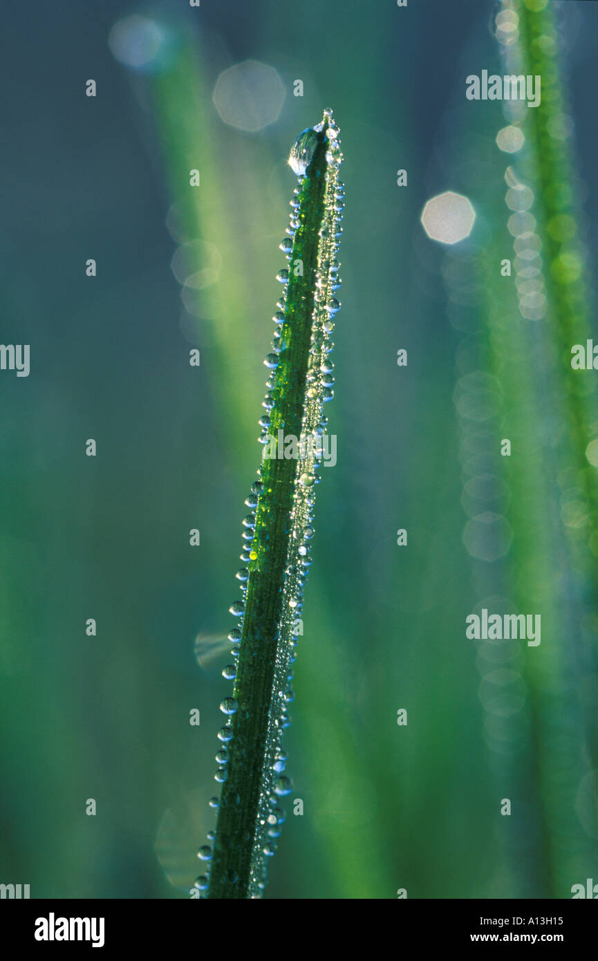 waterdrops on blade of grass Stock Photo - Alamy