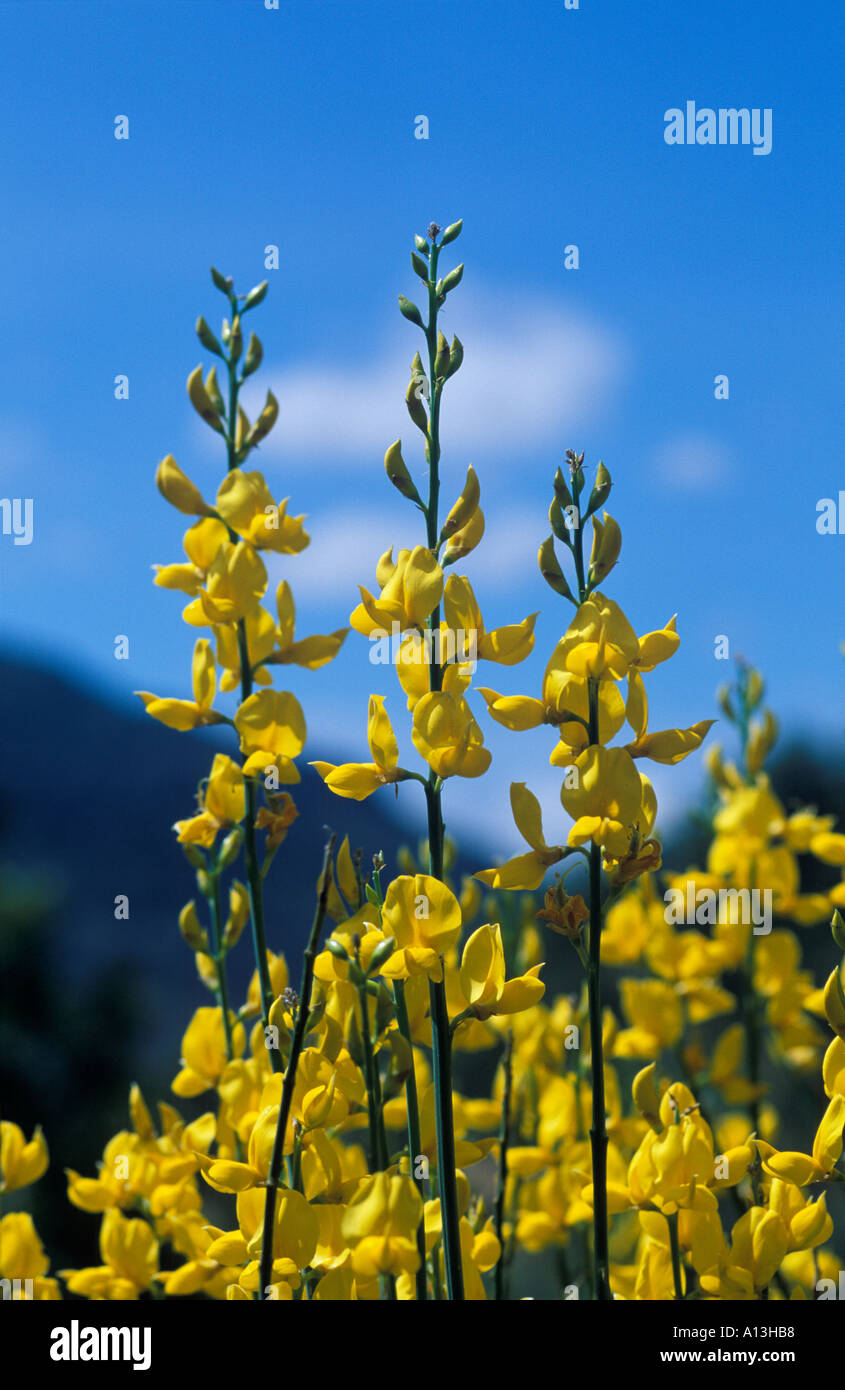 Spanish broom Spartium junceum Spain Stock Photo - Alamy