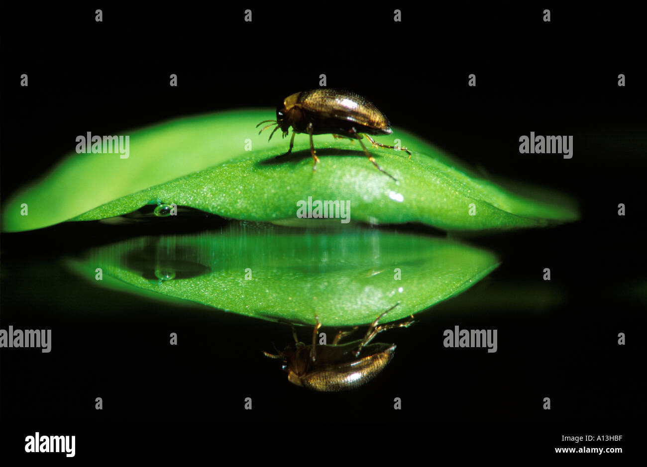 Hydrophilidae beetle hi-res stock photography and images - Alamy