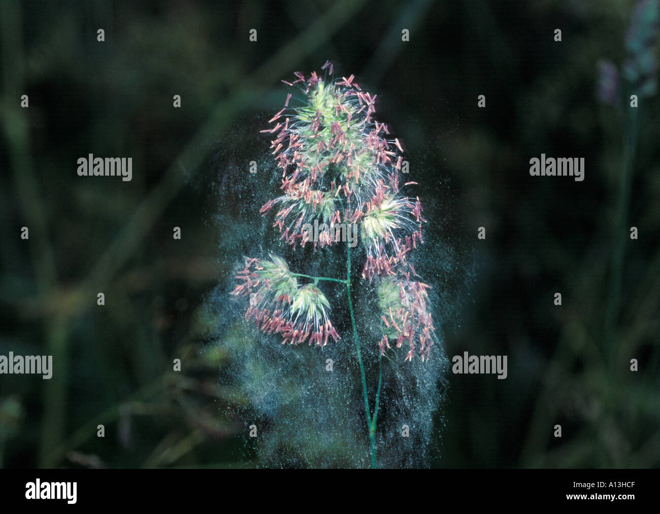 flying pollen orchardgrass Dactylis glomerata Germany Stock Photo - Alamy