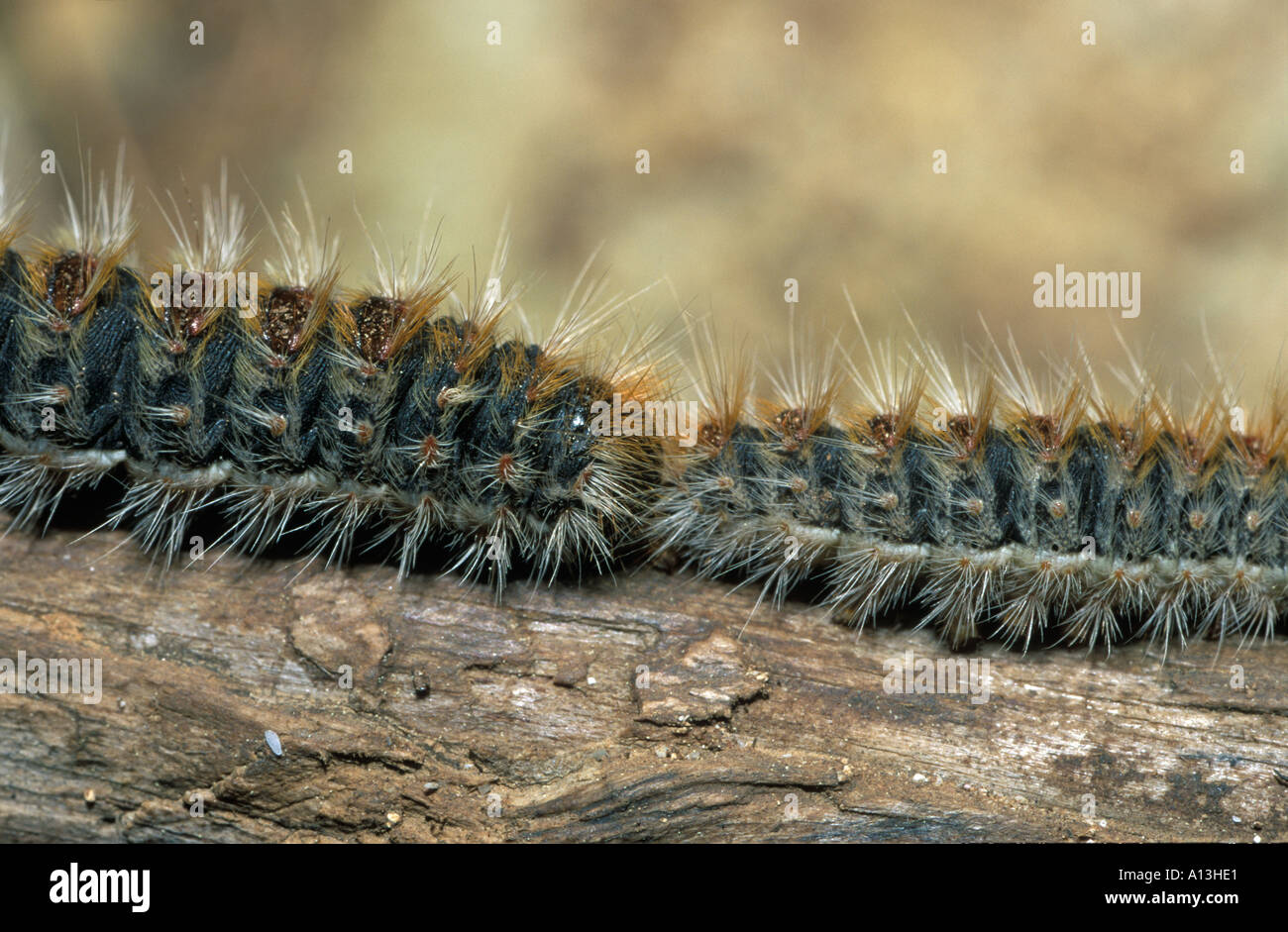 caterpillars Pine Procession Moth Thaumetopoea pityocampa Spain Stock ...