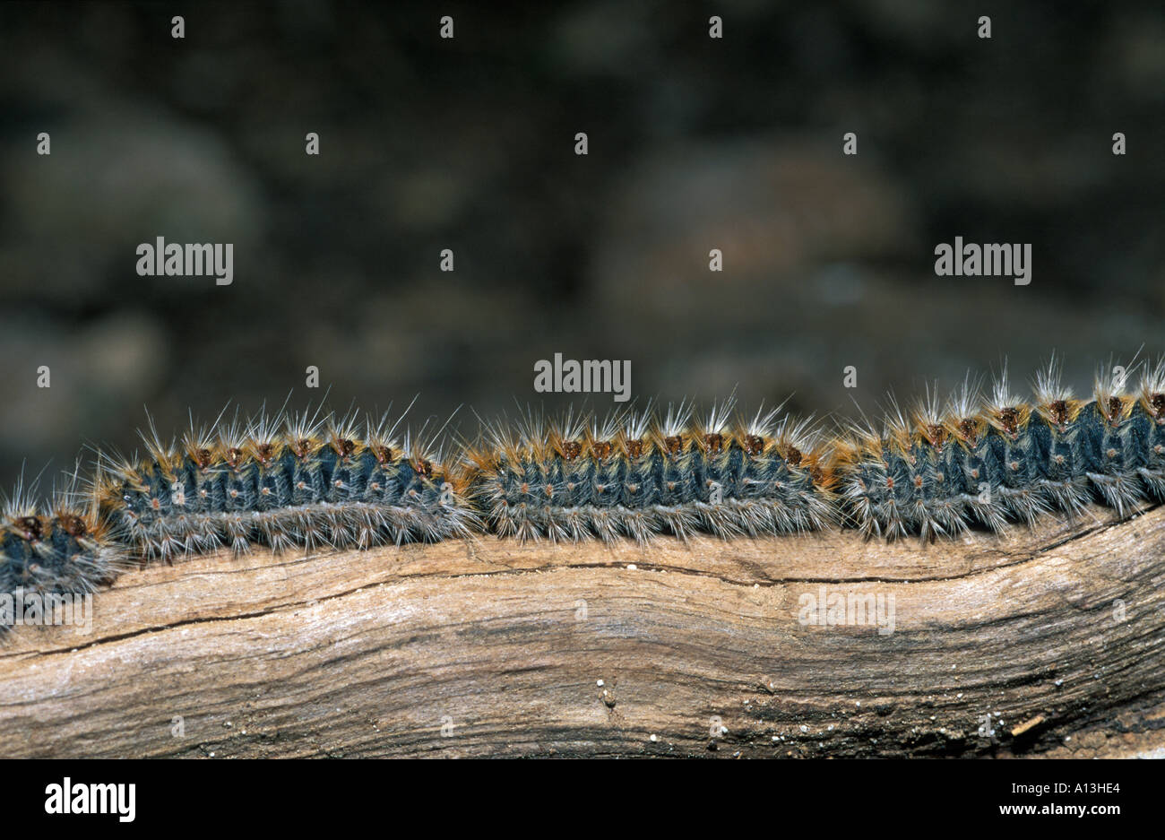 caterpillars Pine Procession Moth Thaumetopoea pityocampa Spain Stock ...