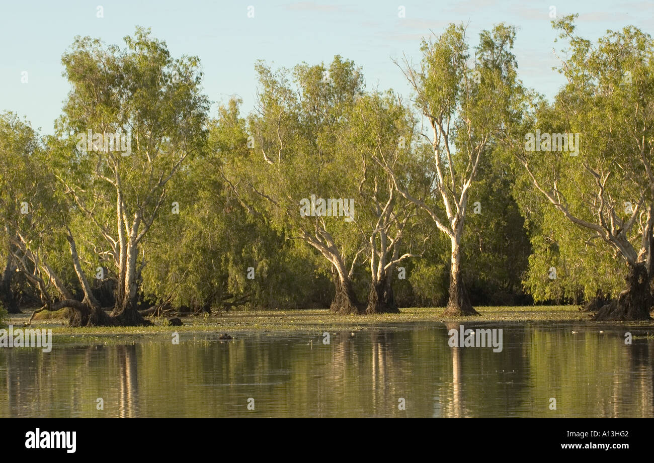 Yellow Waters lagoon and trees in Kakadu National Park Australia Stock ...