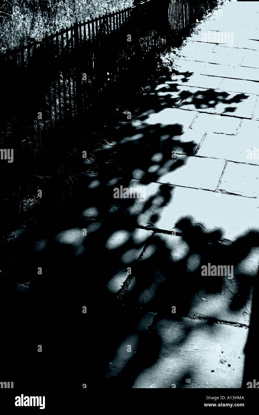 Path with tree shadow in moonlight image Stock Photo - Alamy