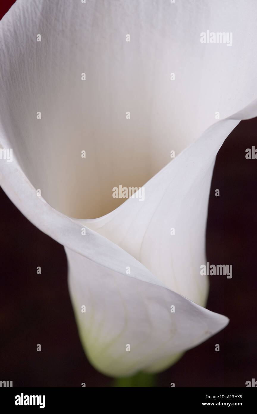 Calla lilys hi-res stock photography and images - Alamy