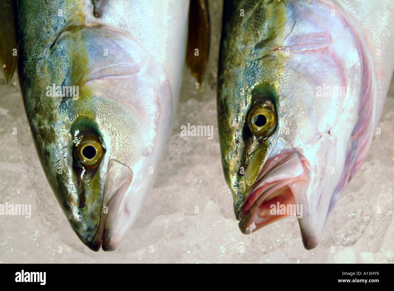Fish on display in a Fushimi supermarket market Kyoto Japan Stock Photo ...