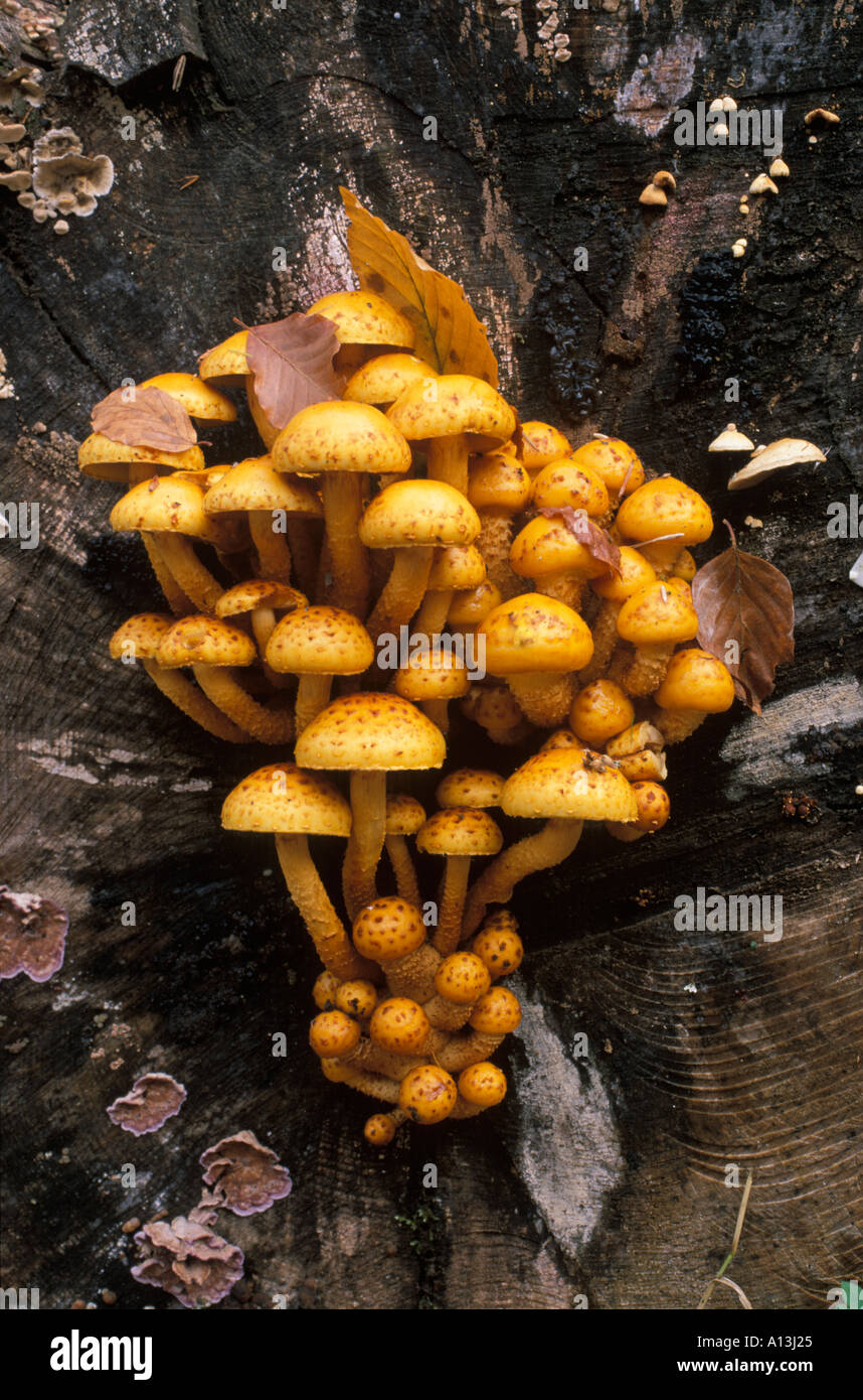 Plants filamentous nature hi-res stock photography and images - Alamy
