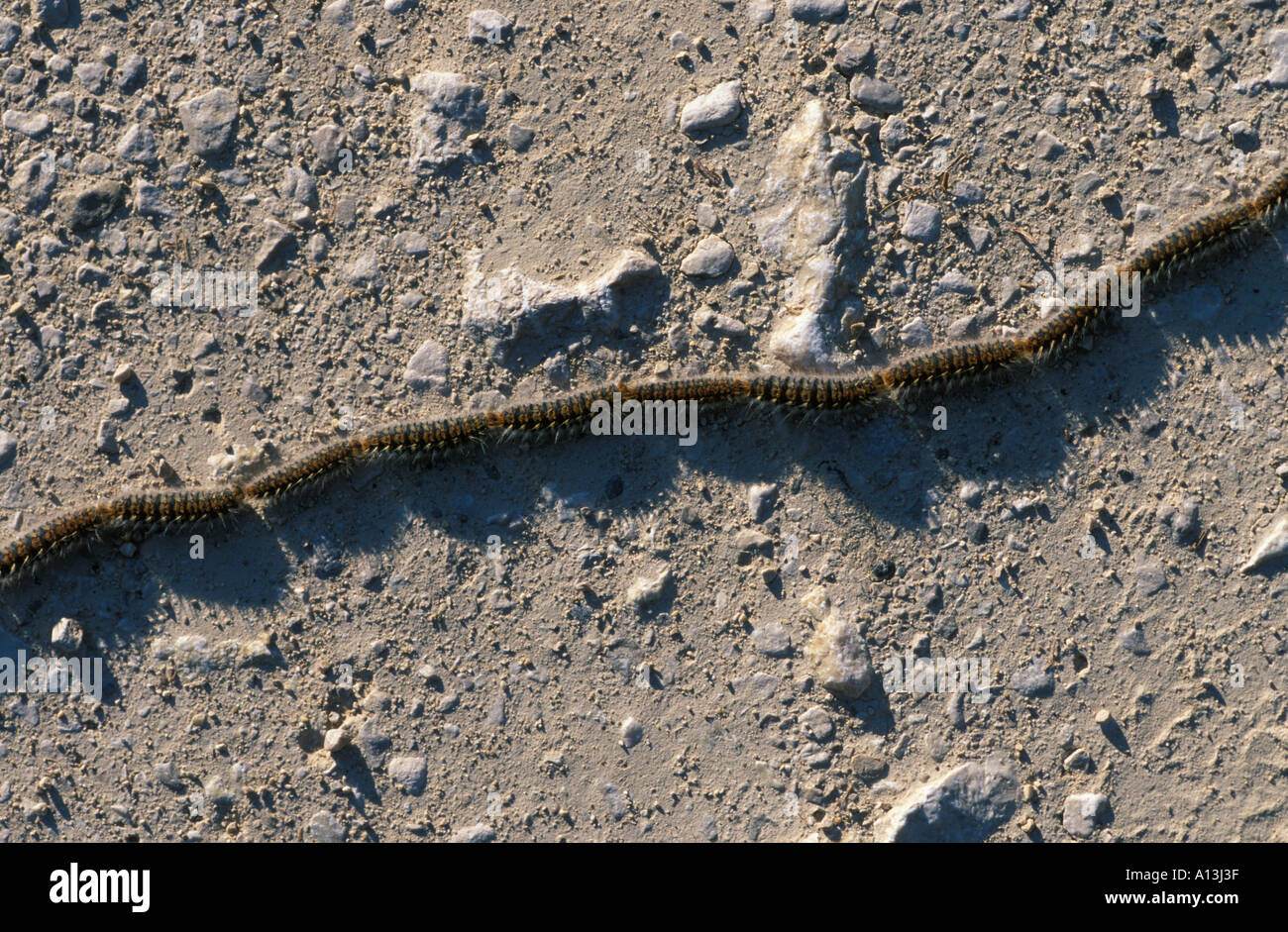 caterpillars Pine Procession Moth Thaumetopoea pityocampa Spain Stock ...