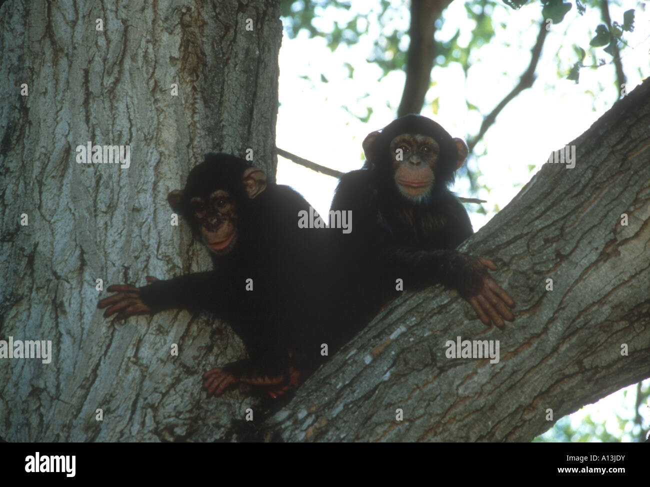 Project X Year 1987 Director Jonathan Kaplan Stock Photo - Alamy