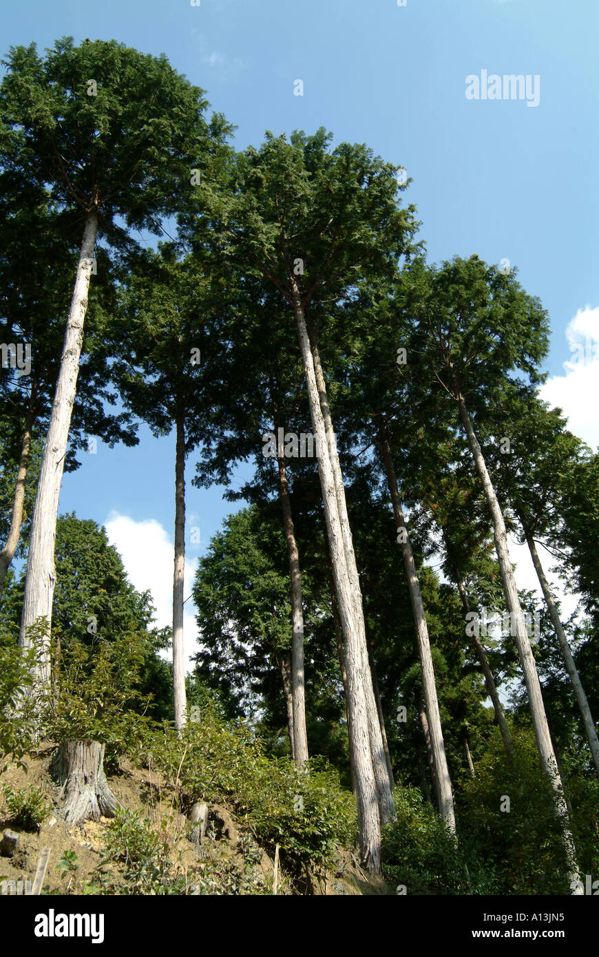 Cone shaped temple hi-res stock photography and images - Alamy