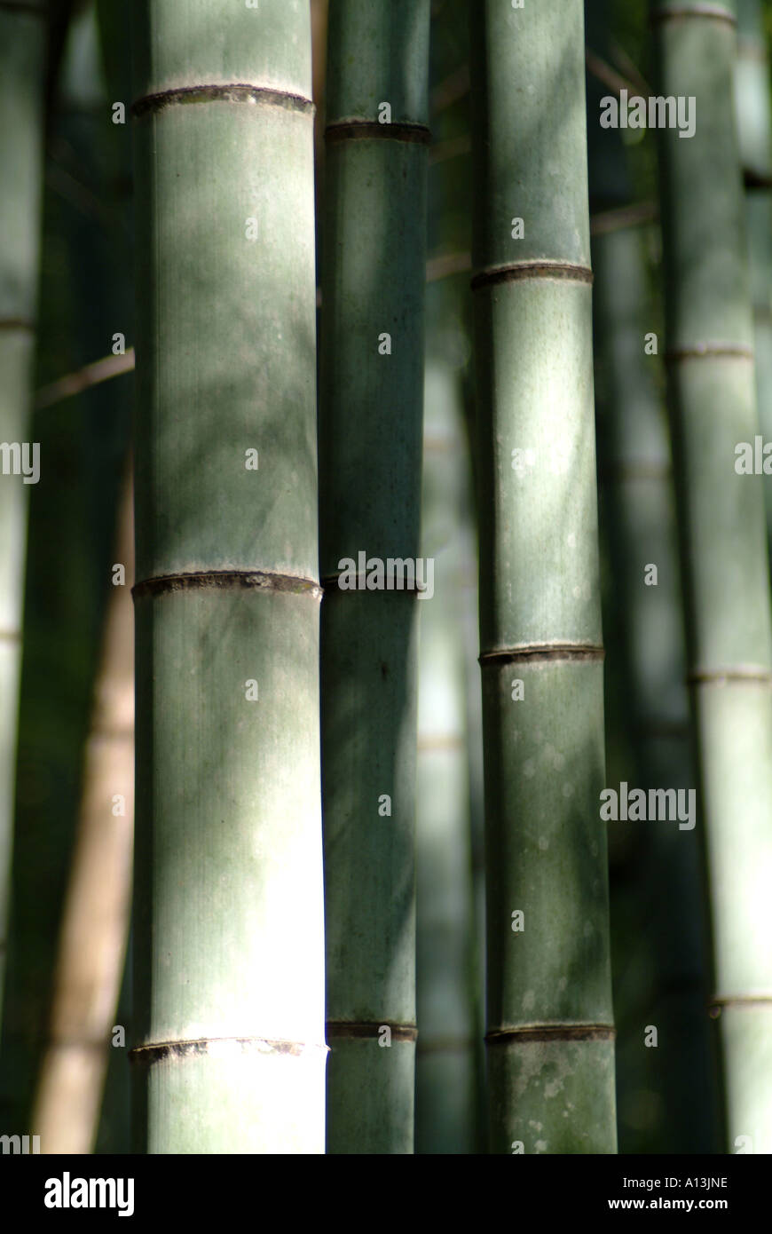Bamboo Kyoto Japan Stock Photo - Alamy