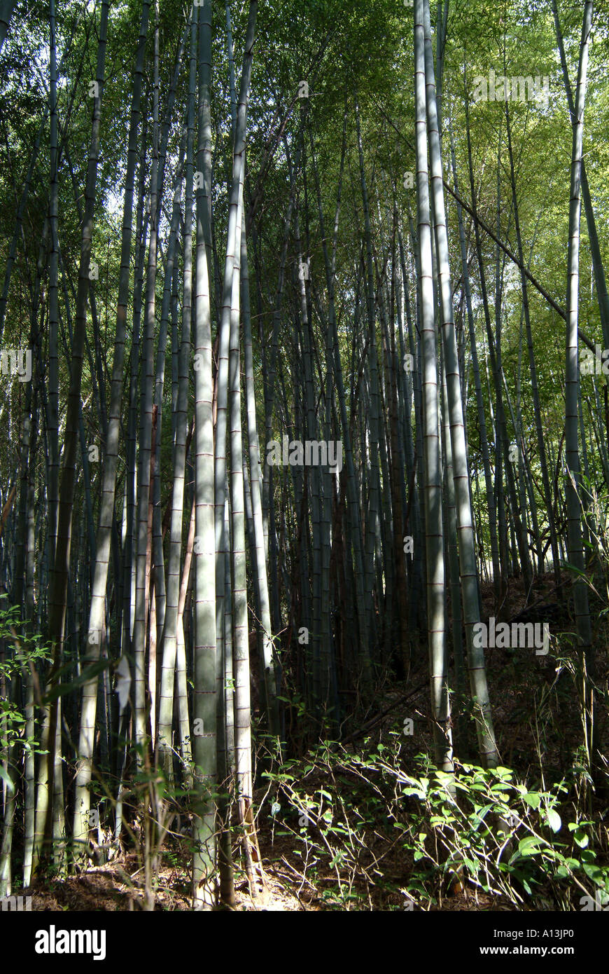 Bamboo Kyoto Japan Stock Photo - Alamy