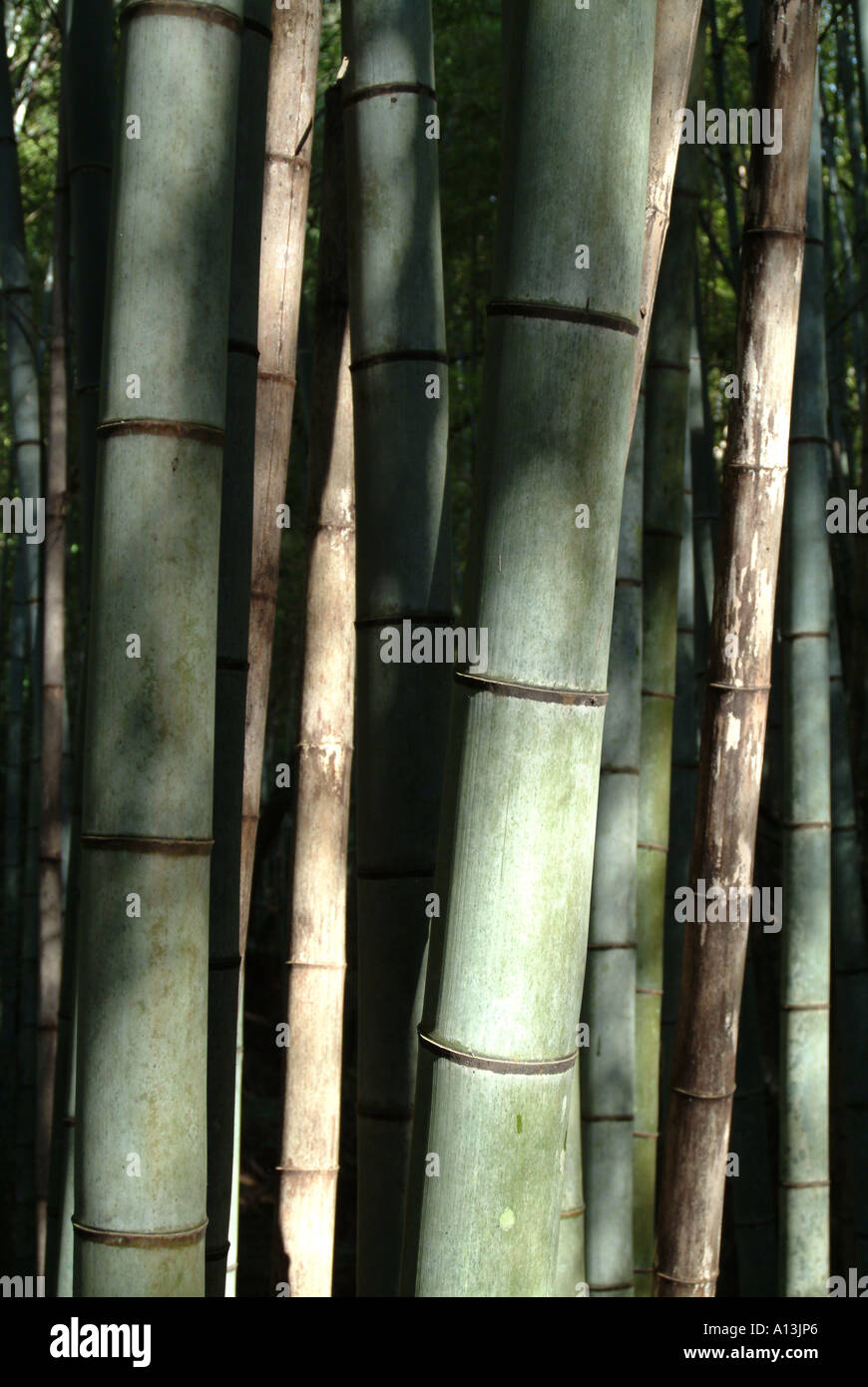 Bamboo Kyoto Japan Stock Photo - Alamy
