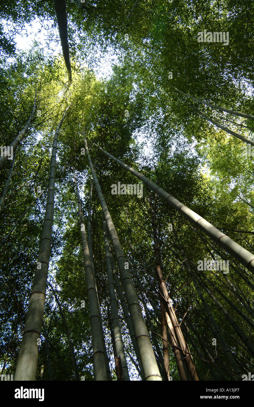 Bamboo Kyoto Japan Stock Photo - Alamy