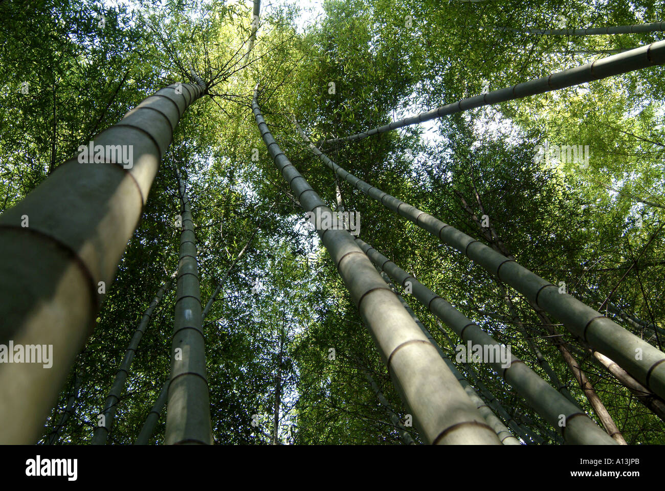 Bamboo Kyoto Japan Stock Photo - Alamy