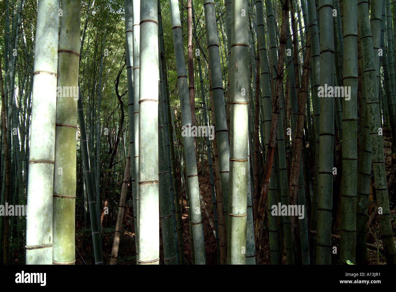 Bamboo Kyoto Japan Stock Photo - Alamy