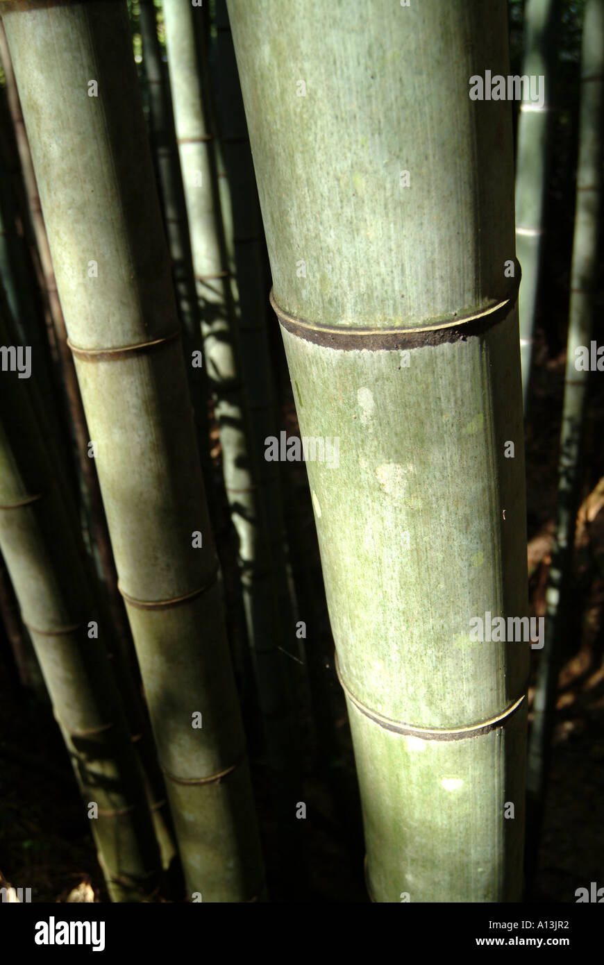 Bamboo Kyoto Japan Stock Photo - Alamy