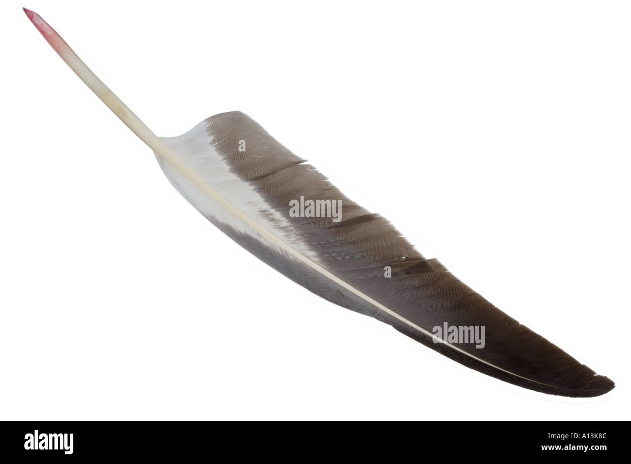 Quill pen hi-res stock photography and images - Alamy