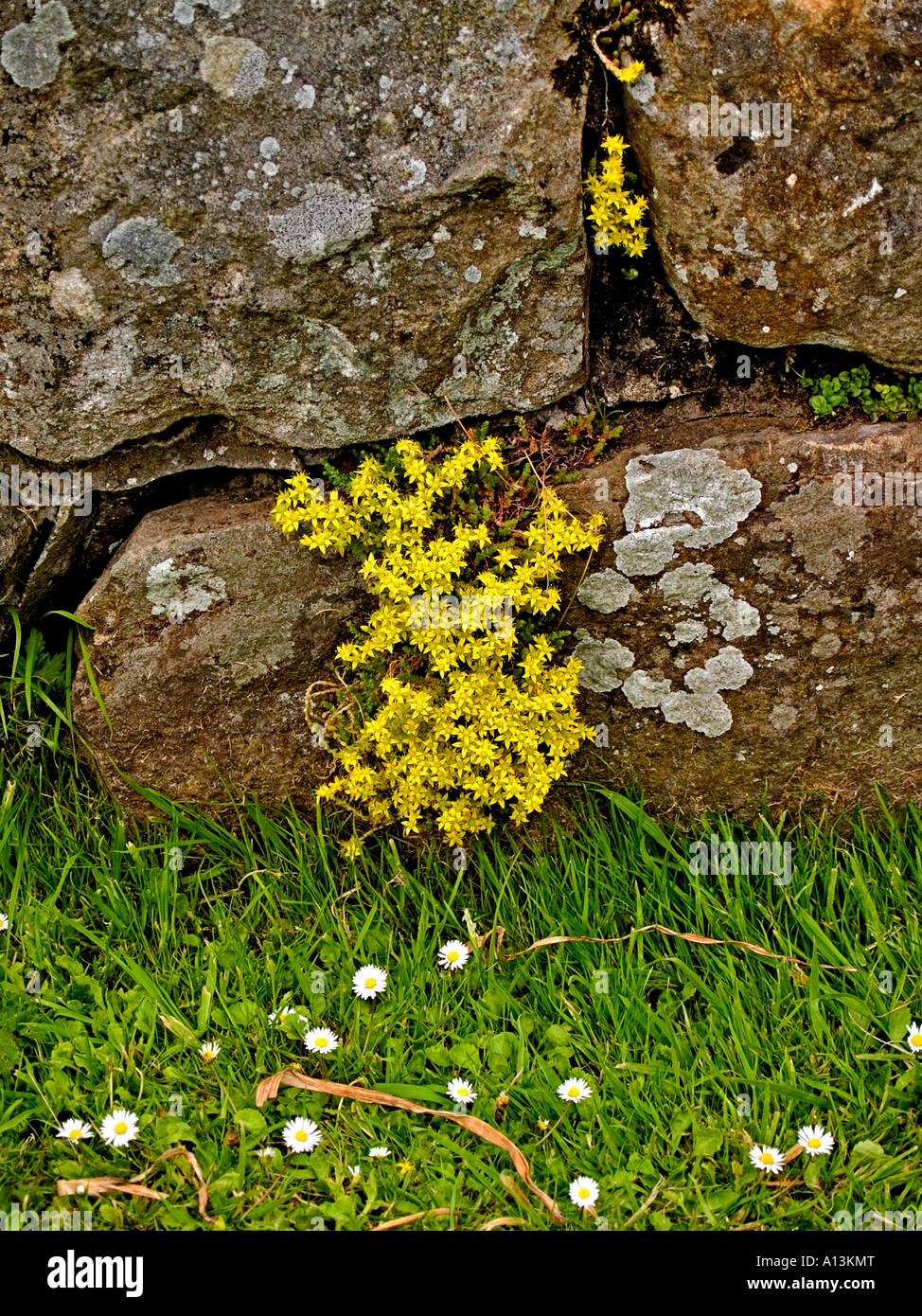 Wildflowers on roadside verge Yorkshire England Stock Photo - Alamy