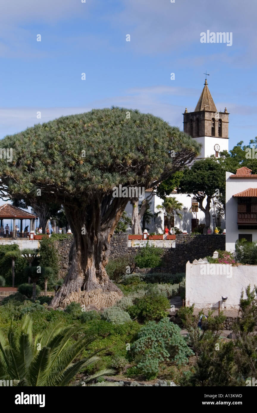 Icod de los Vinos Tenerife Dragon Tree park and gardens Dragon Tree and ...