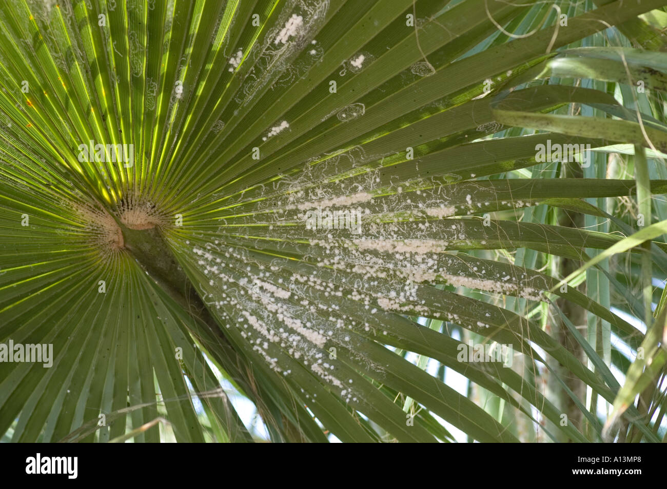 Infested dying fan palm tree Cactus Park Los Cristianos Tenerife Stock ...