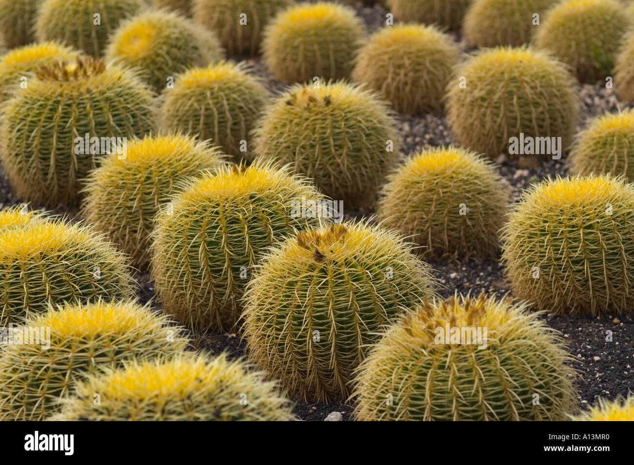 Sick cactus hi-res stock photography and images - Alamy