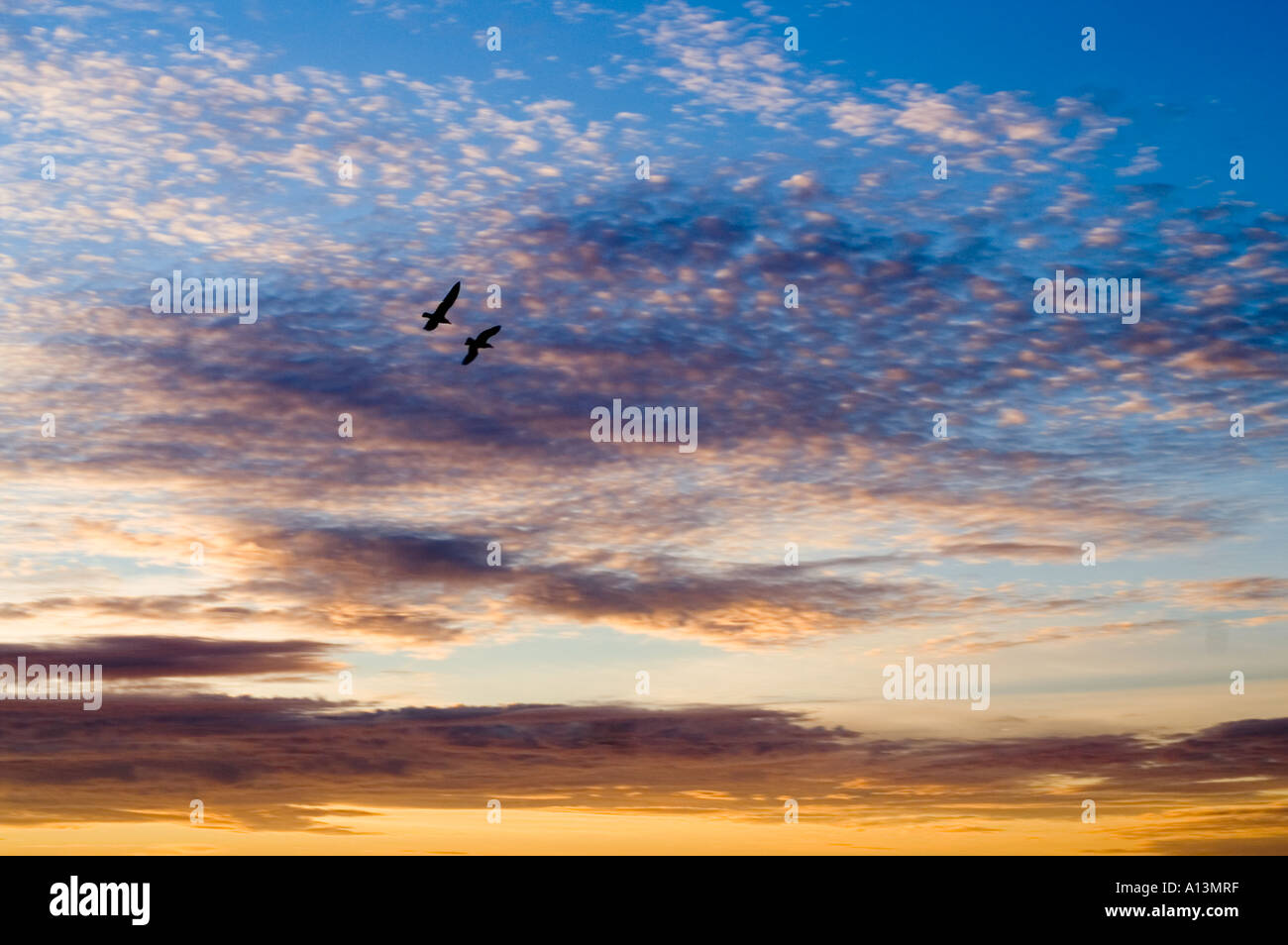 Lifetime pairing hi-res stock photography and images - Alamy