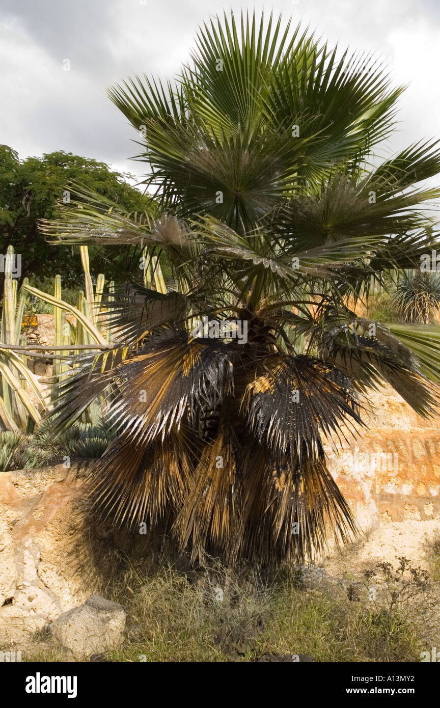 Woolly aphid or mealy bug infestation attacks palm tree in Tenerife ...