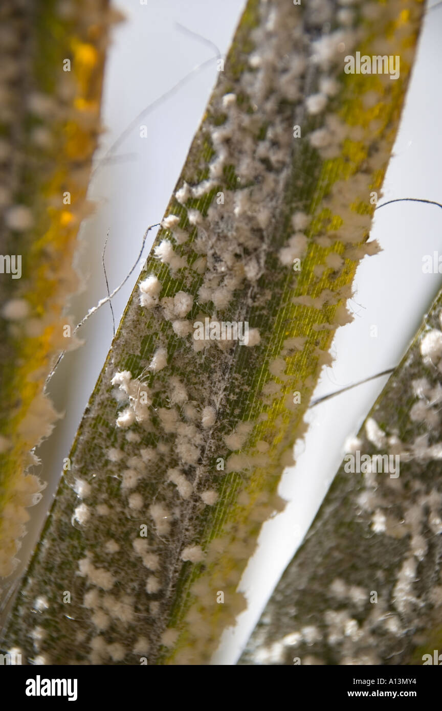 Mealy bug hi-res stock photography and images - Alamy
