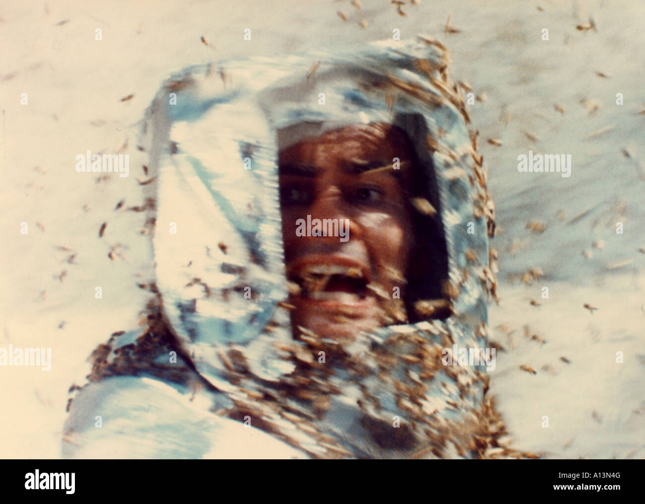 The Savage Bees Year 1978 Director Bruce Geller Stock Photo - Alamy