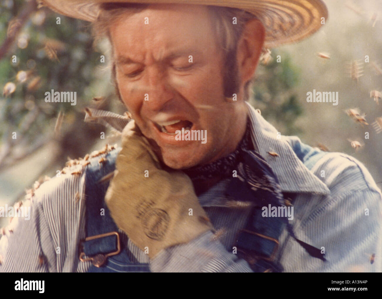 Savage bees hi-res stock photography and images - Alamy