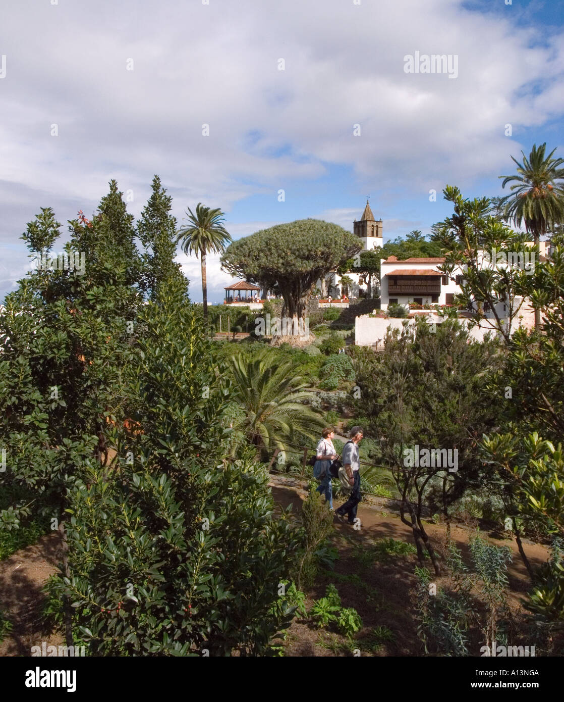 Icod de los Vinos Tenerife Dragon Tree park and gardens Dragon Tree and ...