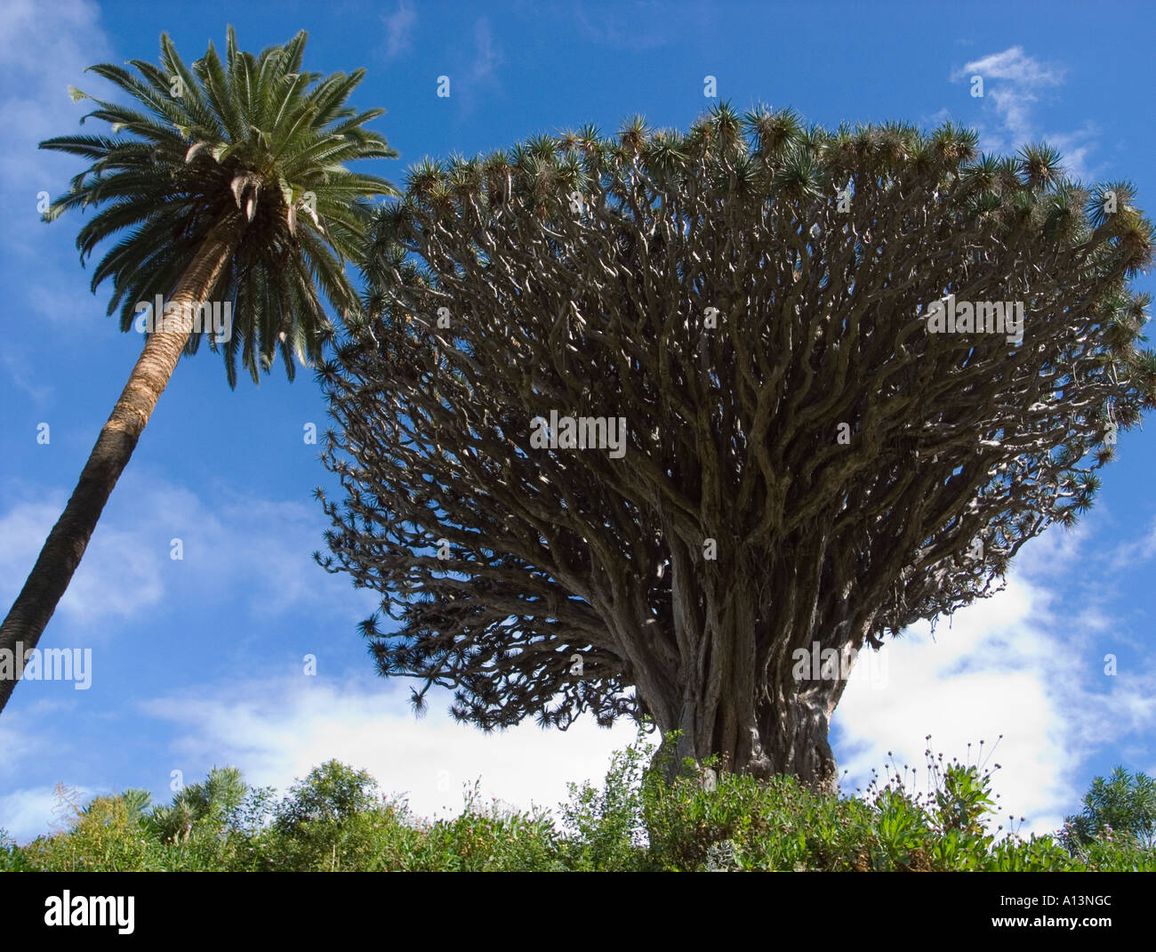 Icod de los Vinos Tenerife Dragon Tree park and gardens Dragon Tree and ...