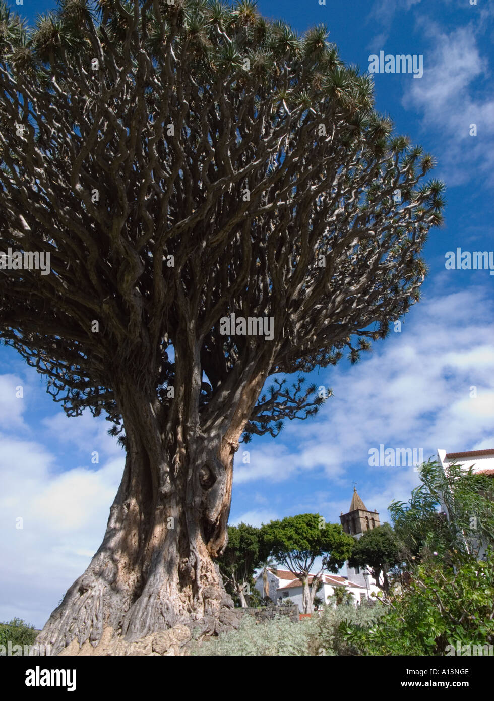 Icod de los Vinos Tenerife Dragon Tree park and gardens Dragon Tree and ...