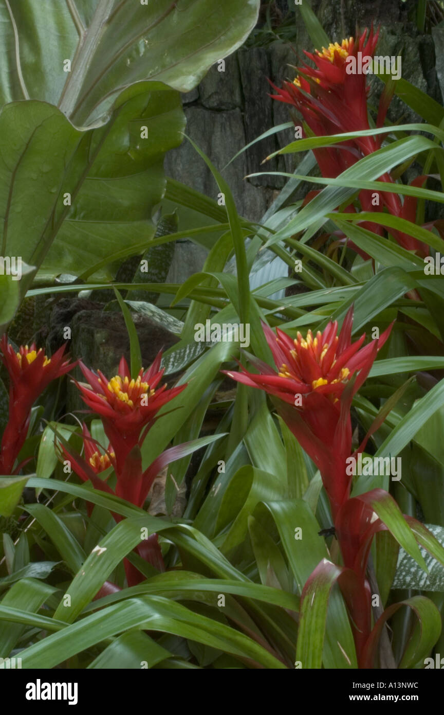 Lush tropical foliage with a mix of bromeliad blooms Stock Photo - Alamy