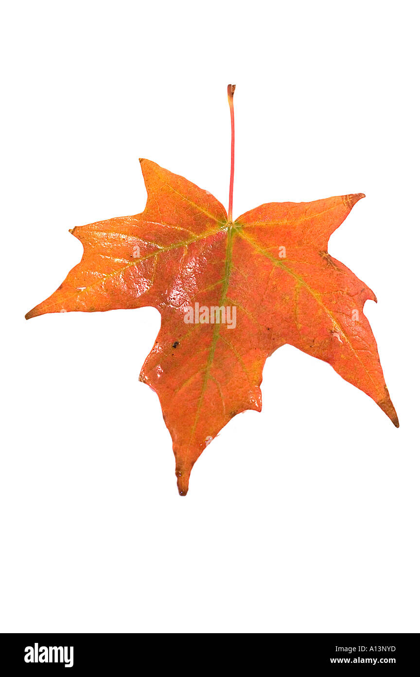 Gold fallen Cut Out Stock Images & Pictures - Alamy