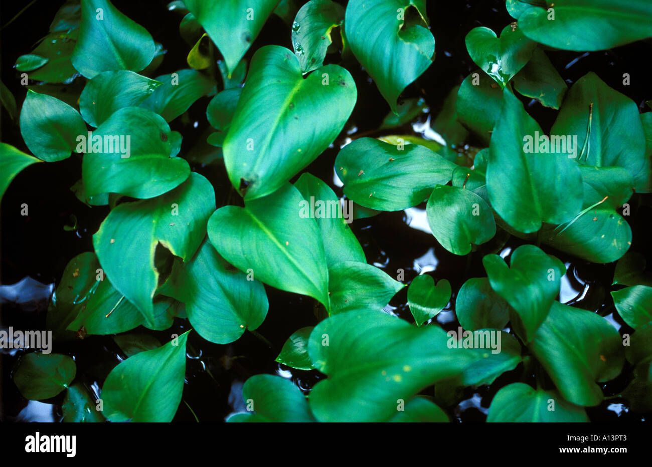 Bog arum Calla palustris Stock Photo - Alamy