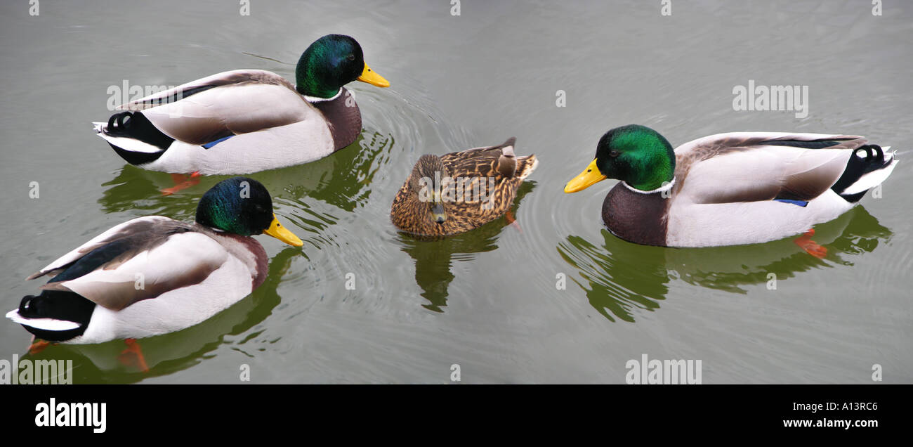 4 four wild ducks on water surface 3 three male 1 one female Stock ...