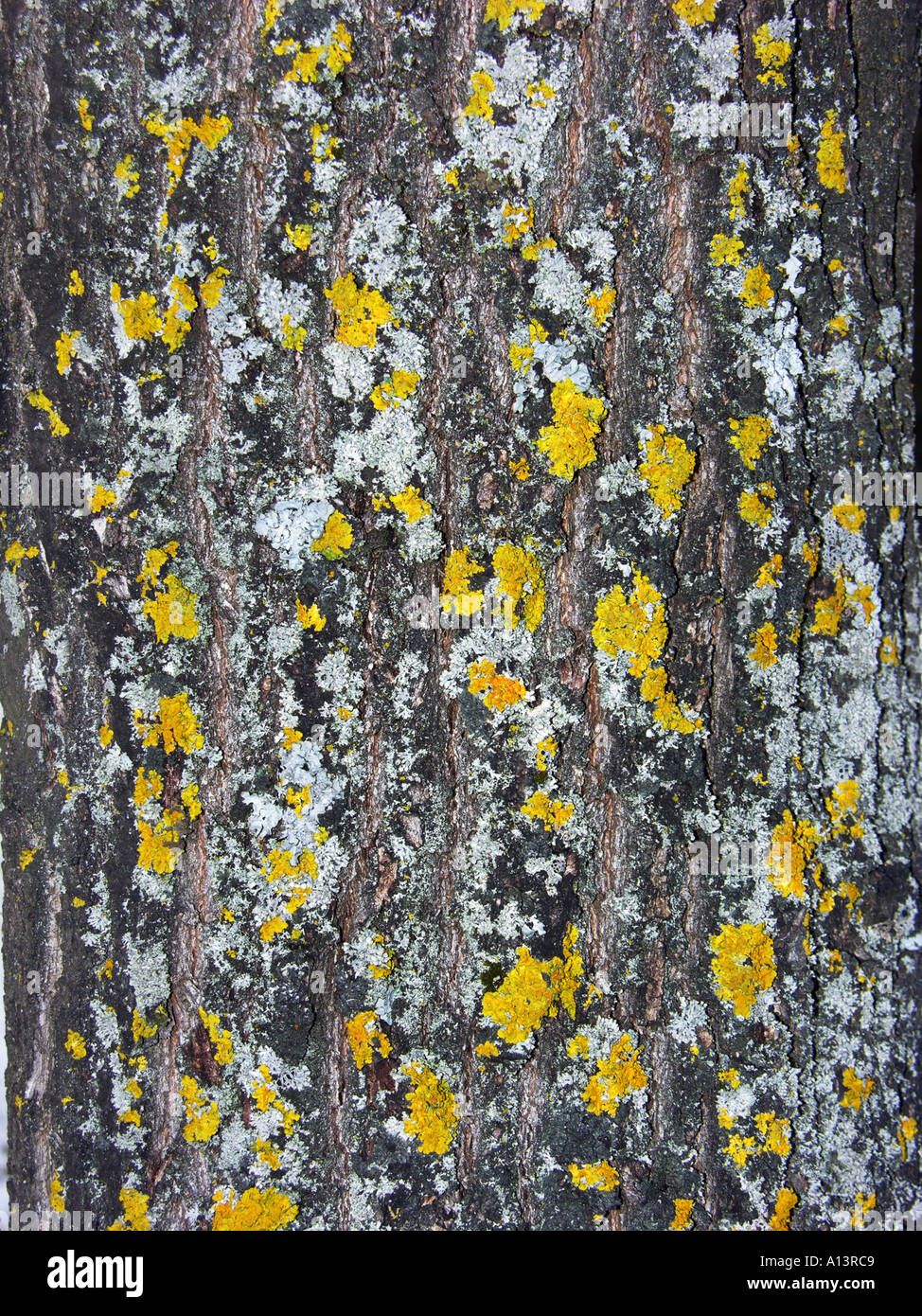 yellow lichen on a tree trunk bark Stock Photo - Alamy yellow lichen on a tree trunk bark Stock Photo - Alamy